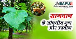Sagwan In Hindi | सागवान (सागौन) के फायदे ,गुण ,उपयोग और दुष्प्रभाव ...