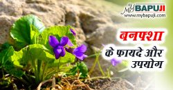 Banafsha In Hindi | बनफ्शा के फायदे ,गुण ,उपयोग और दुष्प्रभाव – MyBapuji