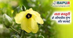 लता कस्तूरी के औषधीय गुण और फायदे - Lata Kasturi Ke Aushadhi Gun Aur ...