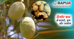 हिगोट फल के फायदे, गुण और उपयोग - Hingot Ke Fayde, Gun Aur Upyog – MyBapuji